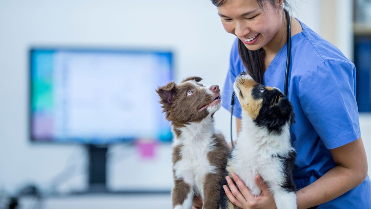 Veterinary Technician Appointments In Alburnett, IA | AVS