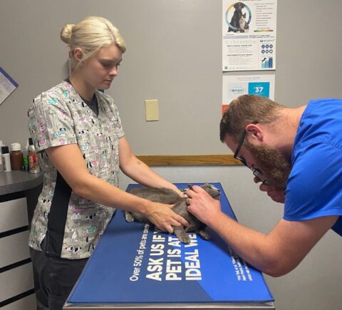 Best Vet In Alburnett, IA | Alburnett Veterinary Service