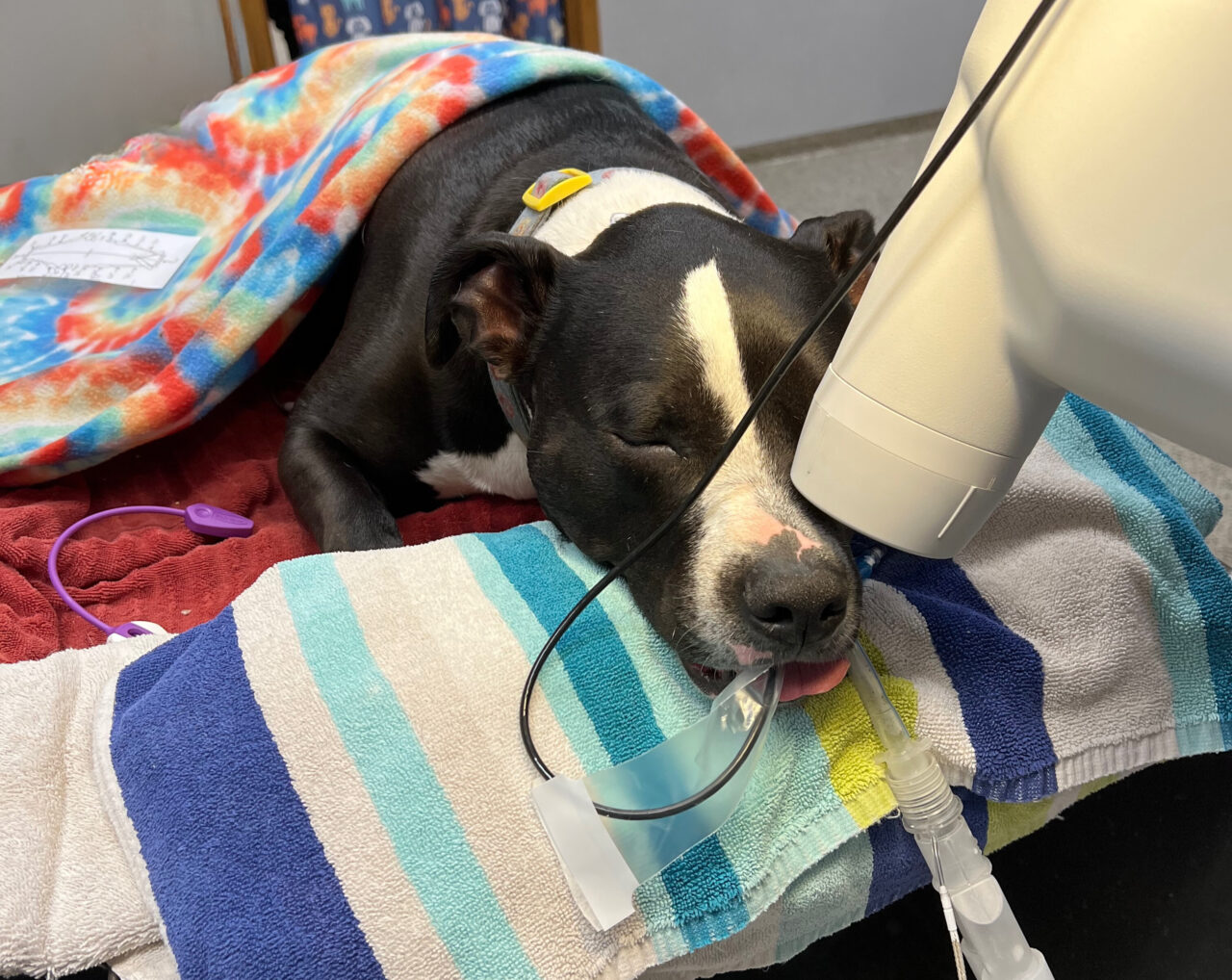 Pet Surgical Procedures In Alburnett, IA 52202 | Alburnett Veterinary ...